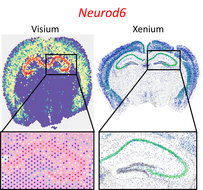 DeepSpaceDB ver.2.0, a spatial transcriptomics database, has been ...